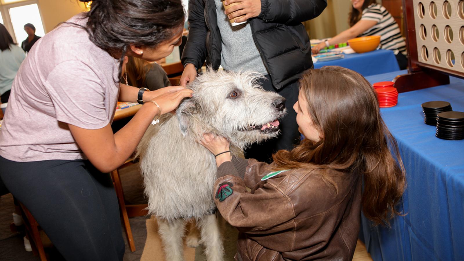 Pet Therapy | Student Health on Haven